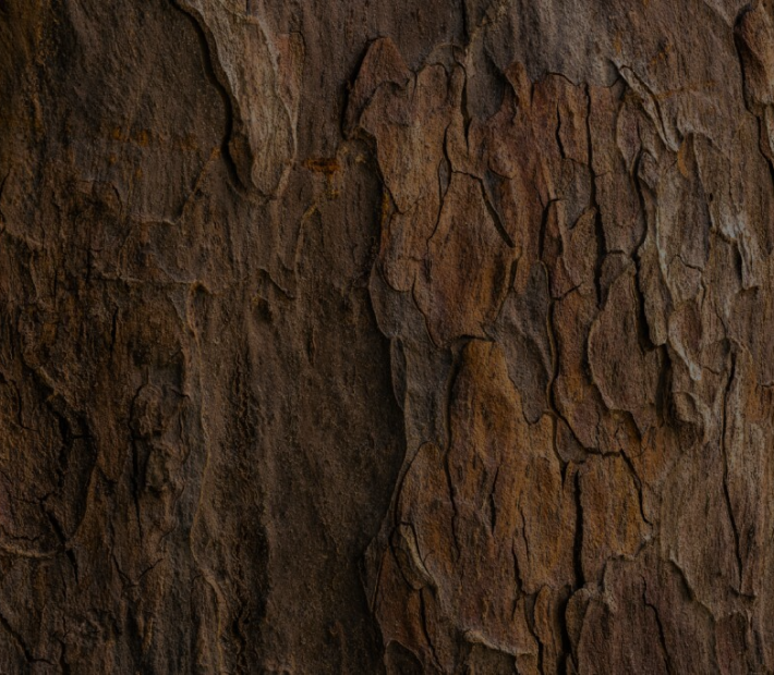 Pisos Lineales – Taiga Floors